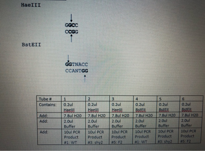 Solved HaeIII and BstEII restriction enzymes that cut at | Chegg.com