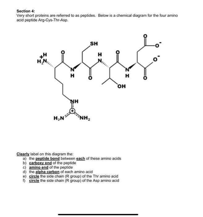 Solved Section 4: Very short proteins are referred to as | Chegg.com