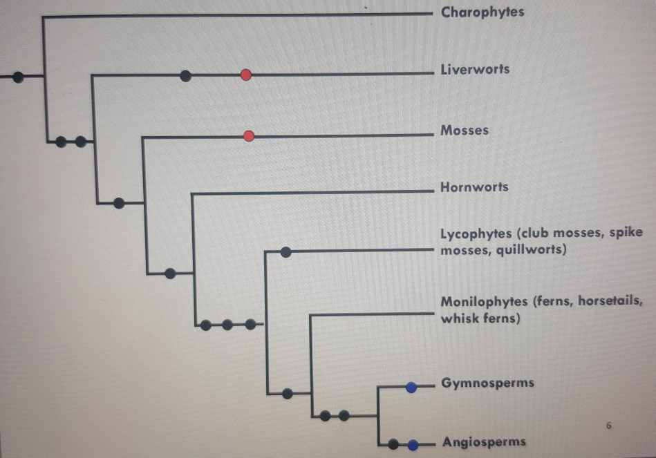 Solved | Angiosperms Gymnosperms Monophytes Lycophytes | Chegg.com