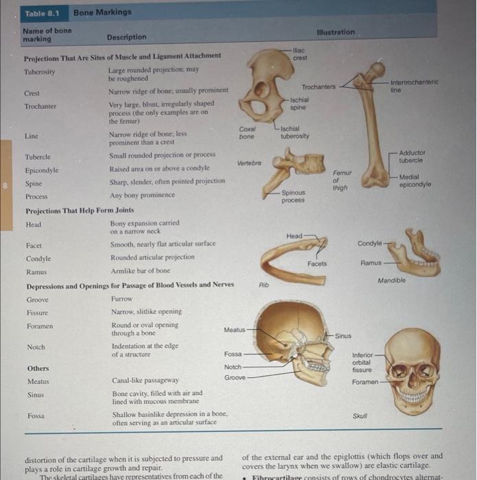 Solved Classification of Bones 2. The four major anatomical | Chegg.com