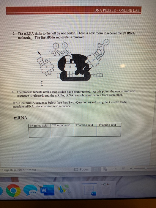 Solved DNA PUZZLE - ONLINE LAB 7. The mRNA shifts to the | Chegg.com