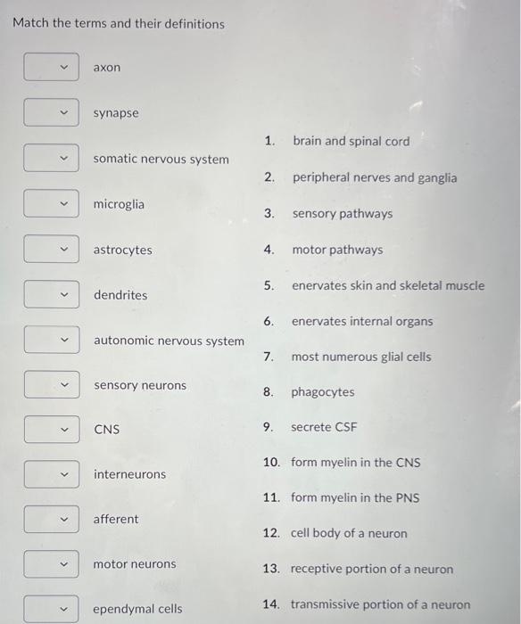 Solved Match the terms and their definitions axon 15. | Chegg.com
