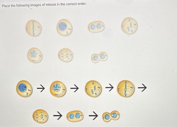 Solved Place the following images of mitosis in the correct | Chegg.com