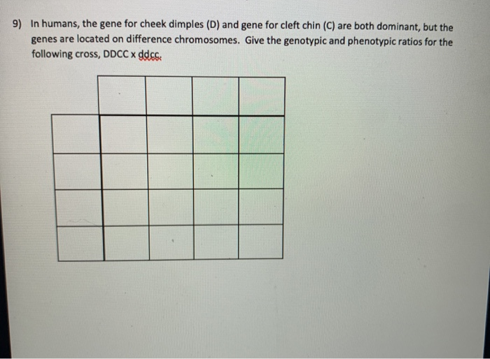Solved 9) In humans, the gene for cheek dimples (D) and gene | Chegg.com