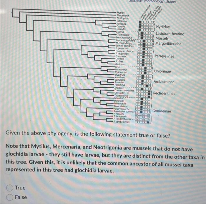 Solved Given the above phylogeny, is the following statement | Chegg.com