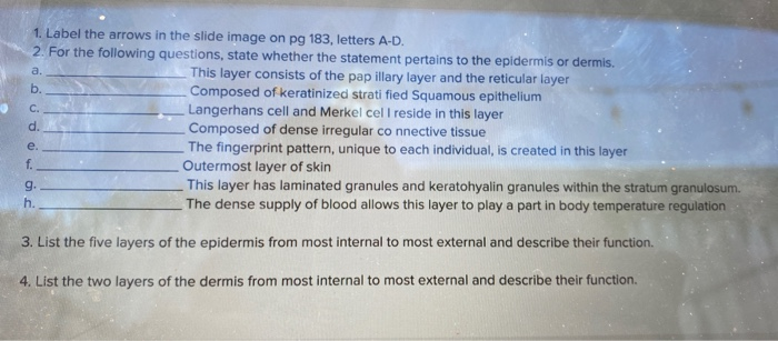 C. 1. Label the arrows in the slide image on pg 183, | Chegg.com