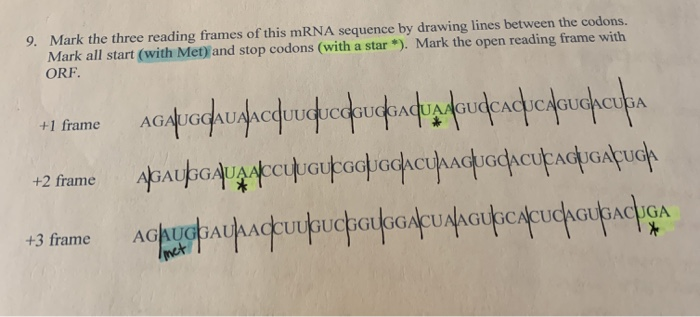 Solved 9. Mark the three reading frames of this mRNA | Chegg.com