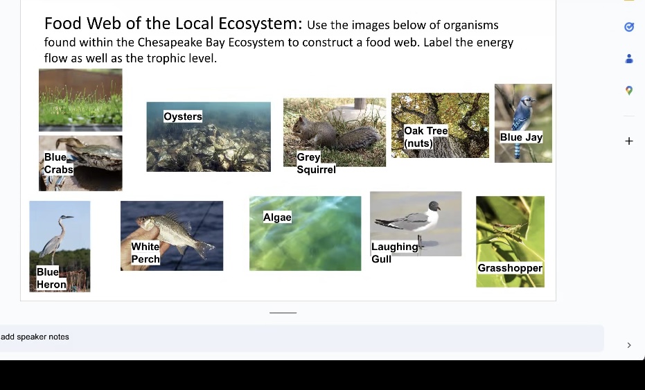Solved Food Web of the Local Ecosystem: Use the images below | Chegg.com