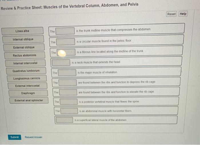 Solved abel the superficial and intermediate muscles of the | Chegg.com