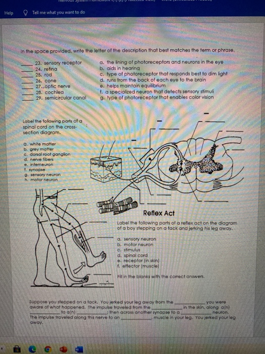 Solved Nervous System Homework I(1) (2) (Protected View) - | Chegg.com
