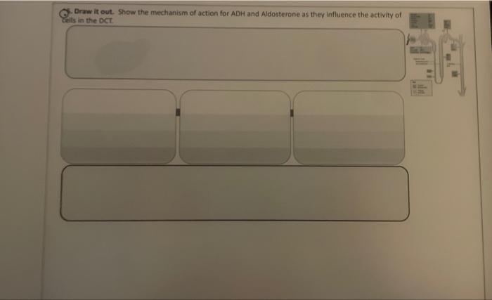 Draw it out. Show the mechanism of action for ADH and | Chegg.com