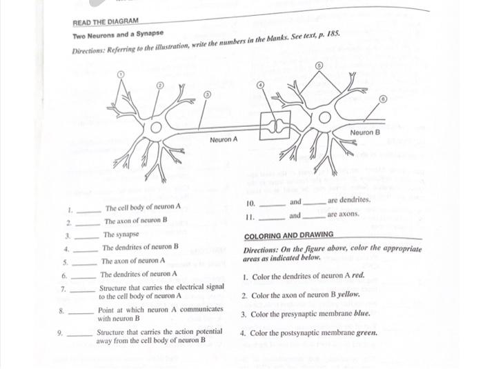 Solved Two Neurons and a Synapse Directions: Referring to | Chegg.com