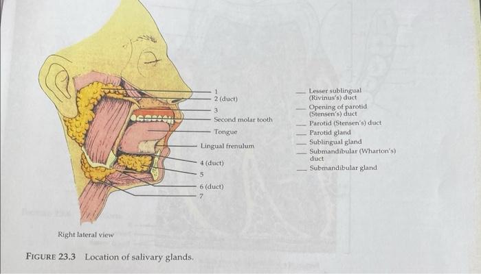 Solved 1 2 (duct) 3 Second molar tooth Tongue Lesser | Chegg.com