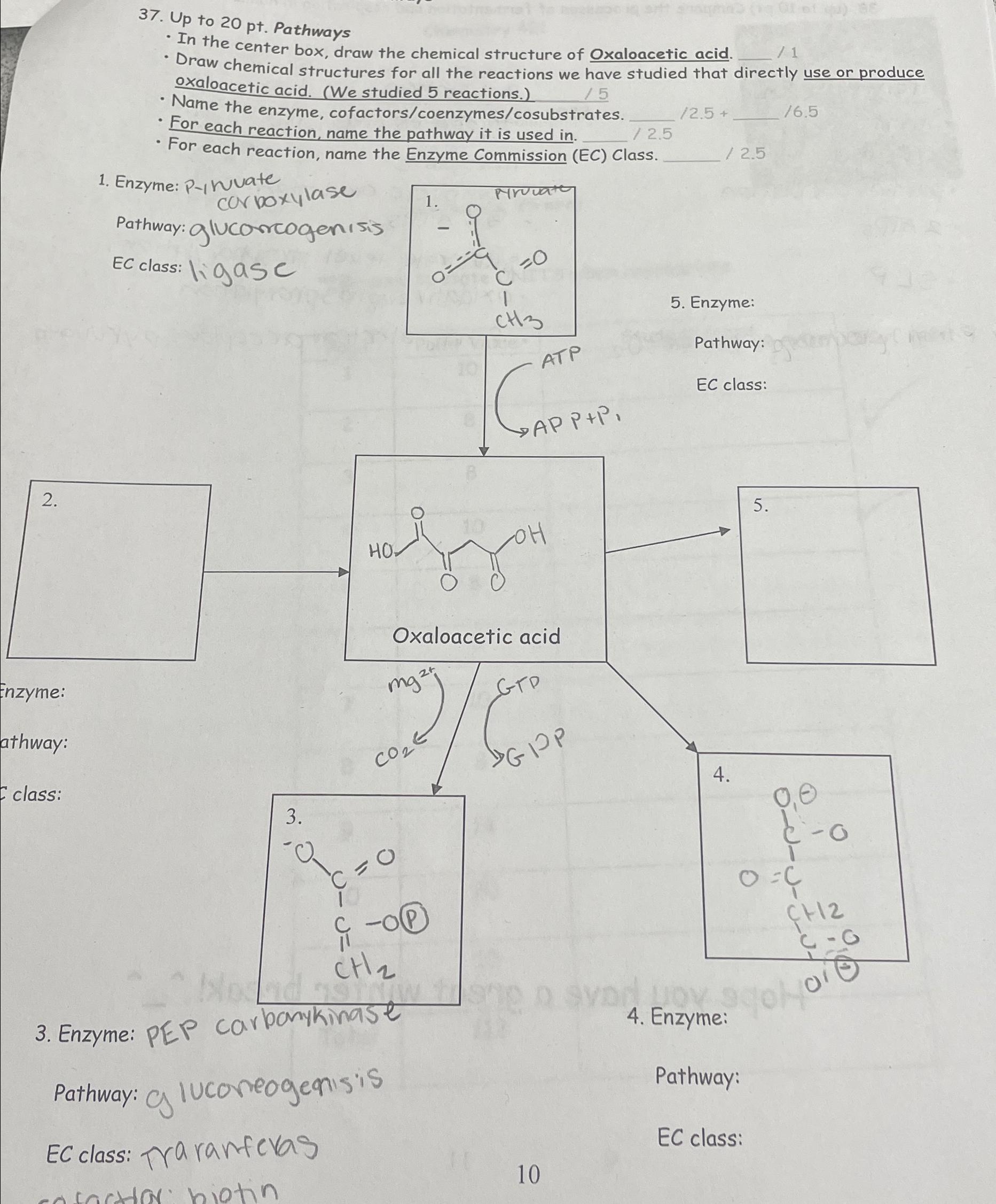 Solved Up to 20pt. ﻿PathwaysIn the center box, draw the | Chegg.com