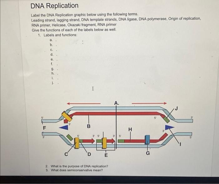Solved DNA Replication Label the DNA Replication graphic | Chegg.com