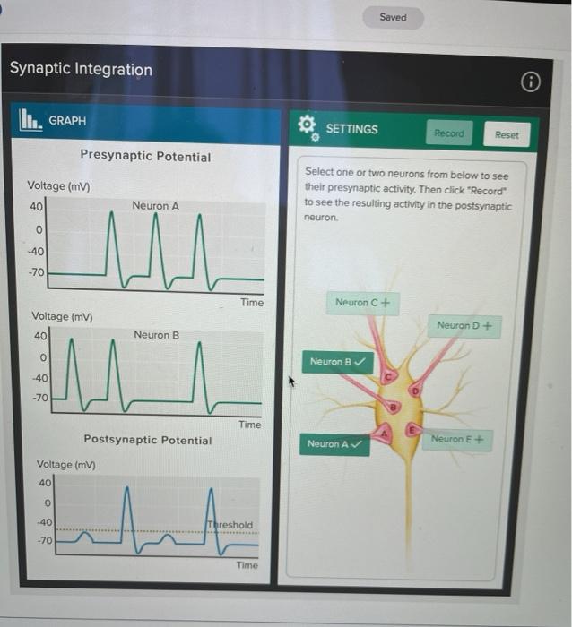 Solved Looking at simultaneous activity of neuron A and | Chegg.com