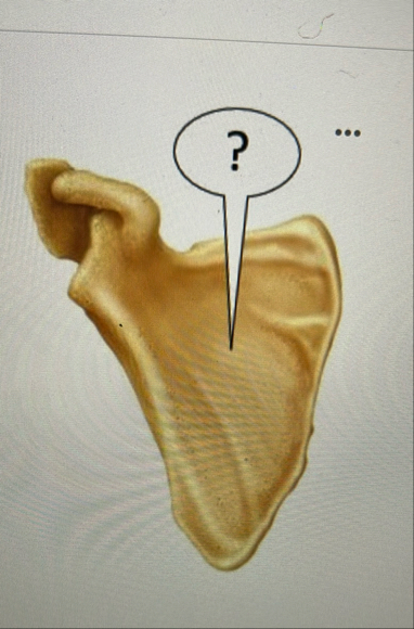Solved (A) ﻿subscapular fossa(B) ﻿acromion process(C) | Chegg.com
