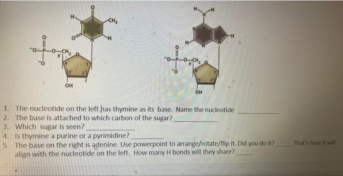 Solved 1. The nucleotide on the left has thymine as its | Chegg.com