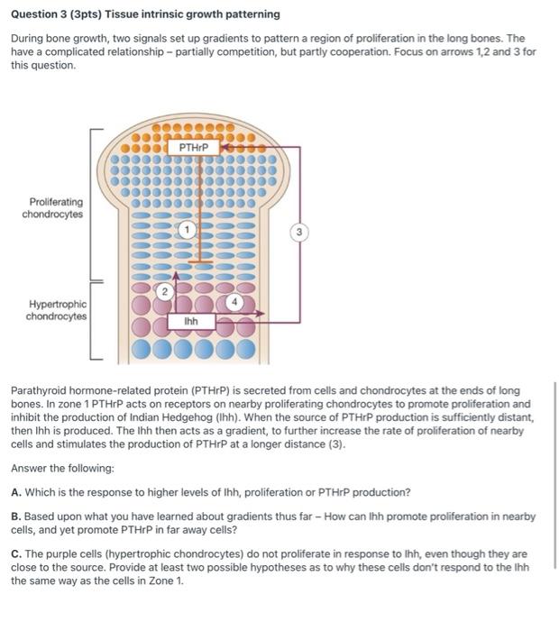 Solved Question 3 (3pts) Tissue intrinsic growth patterning | Chegg.com