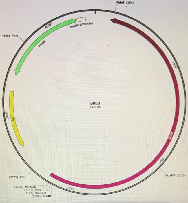 Solved You clone ermA (erythromycin resistance gene) into | Chegg.com