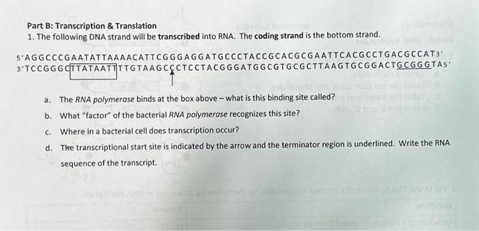Solved Part B: Transcription \& Translation 1. The following | Chegg.com
