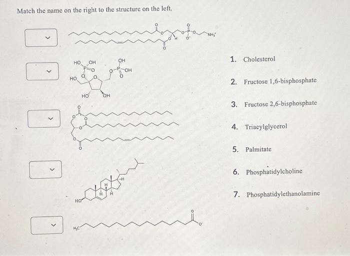 Solved Match the name on the right to the structure on the | Chegg.com