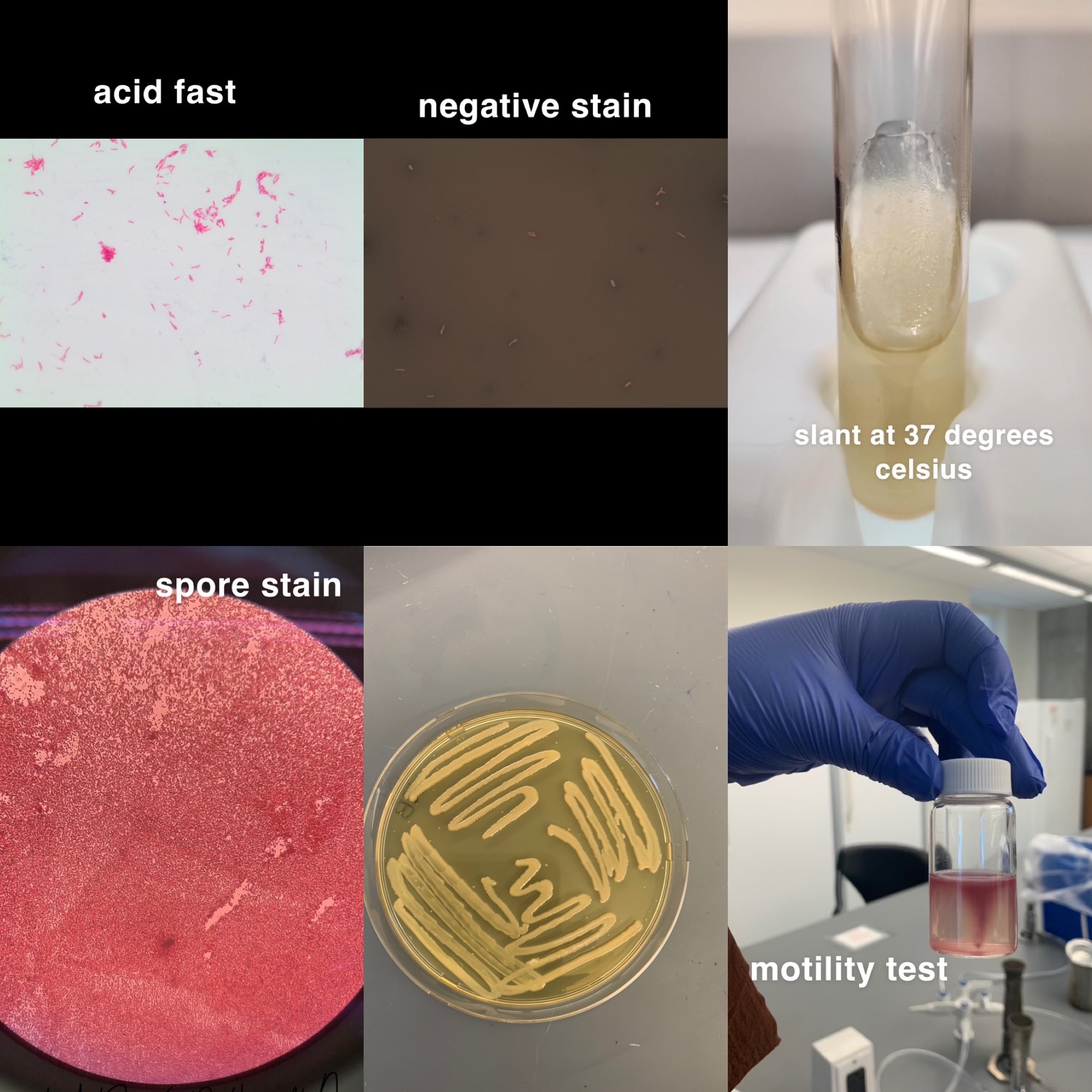 Solved Please help me identify my unknown from these tests! | Chegg.com