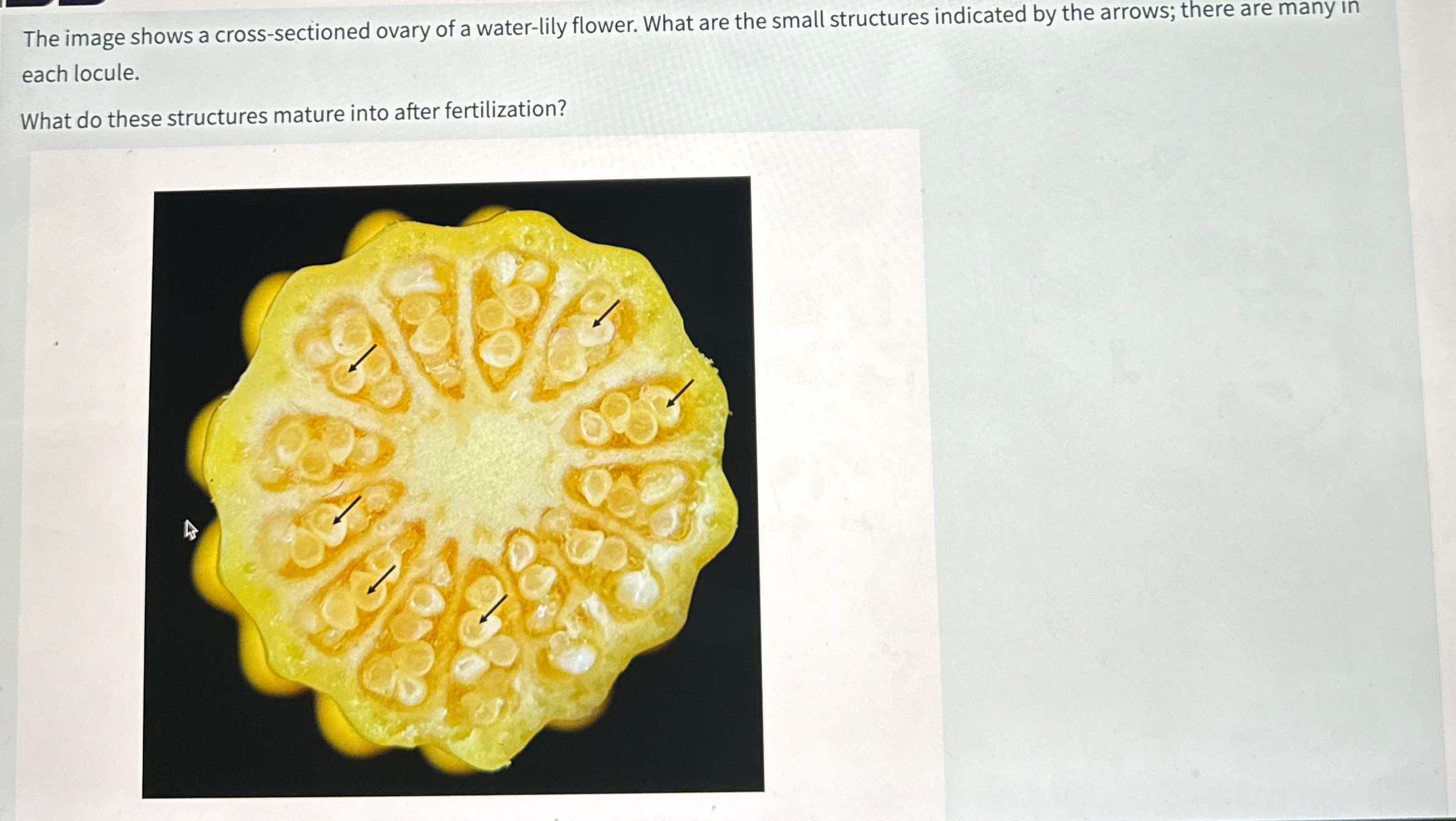 Solved The image shows a cross-sectioned ovary of a | Chegg.com