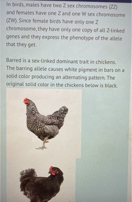 Solved In birds, males have two Z sex chromosomes (ZZ) and | Chegg.com