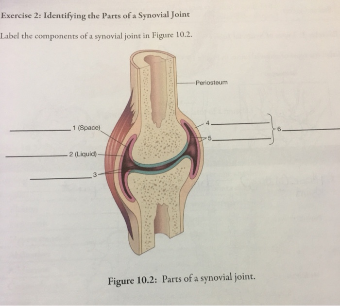 Solved Exercise 2: Identifying the Parts of a Synovial Joint | Chegg.com