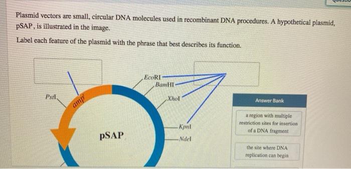Solved Plasmid vectors are small, circular DNA molecules | Chegg.com