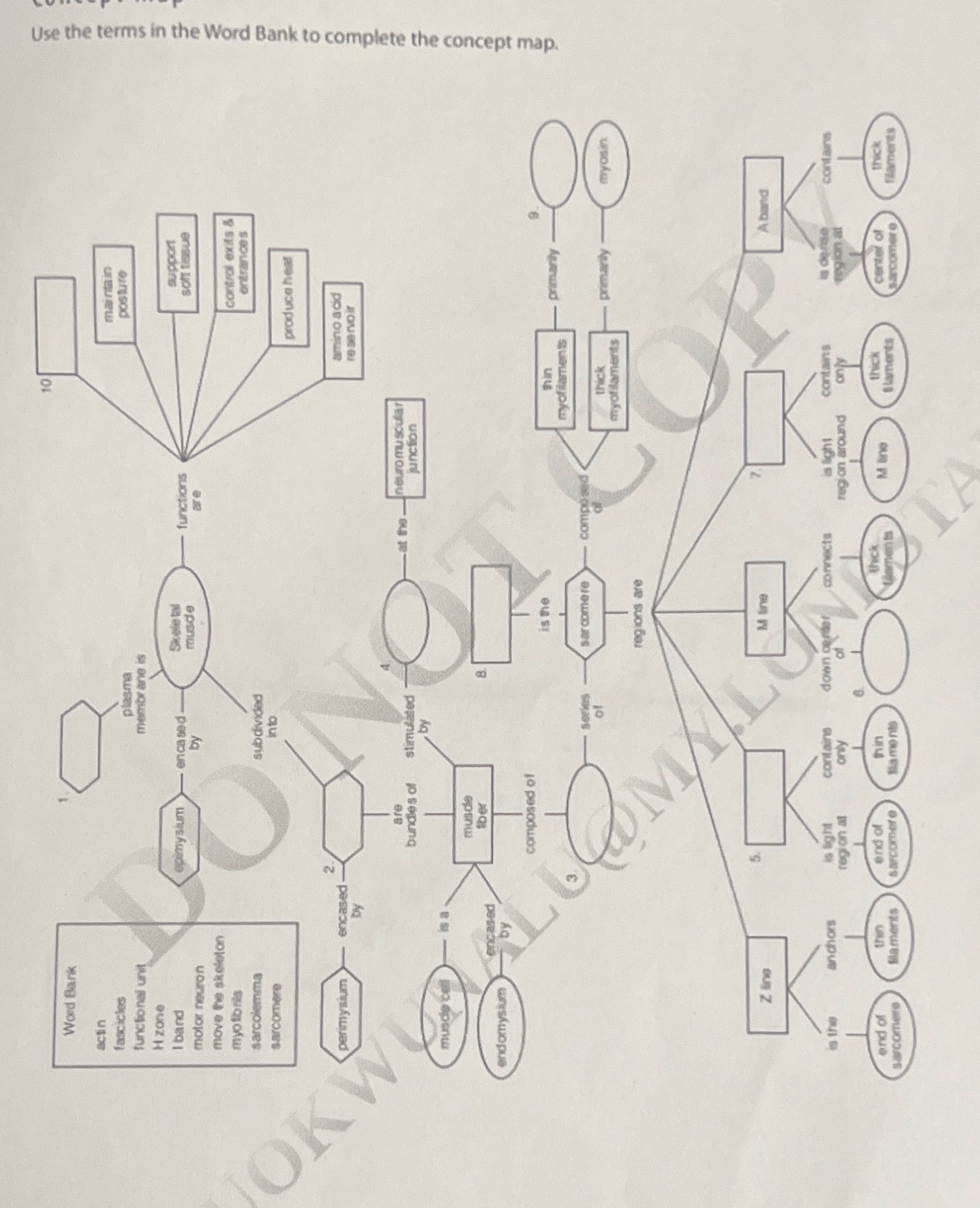 Solved Use the terms in the Word Bank to complete the | Chegg.com