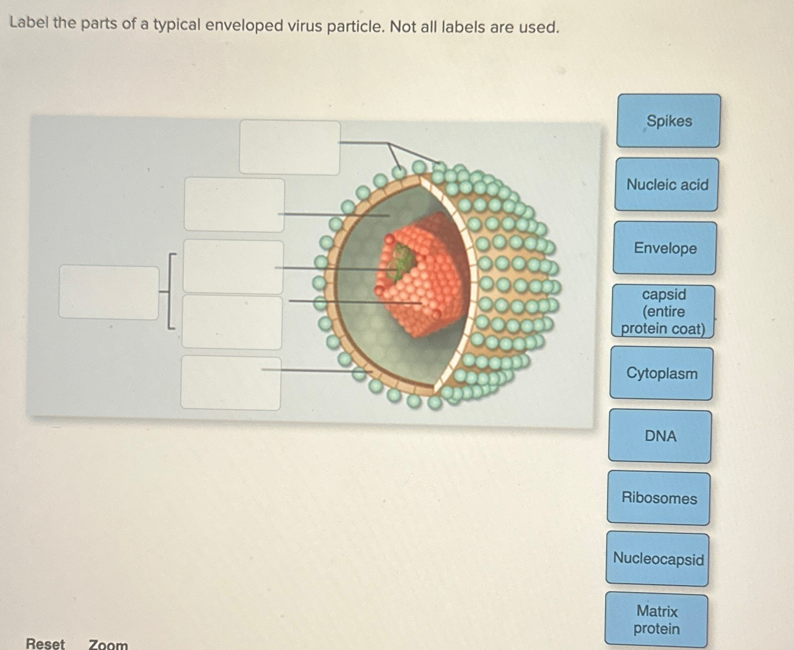 Solved Label the parts of a typical enveloped virus | Chegg.com