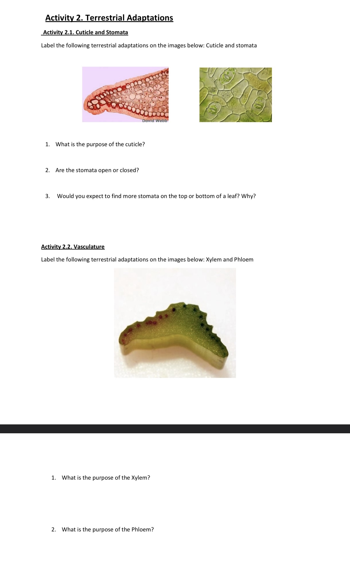 Solved Activity 2. ﻿Terrestrial AdaptationsActivity 2.1. | Chegg.com