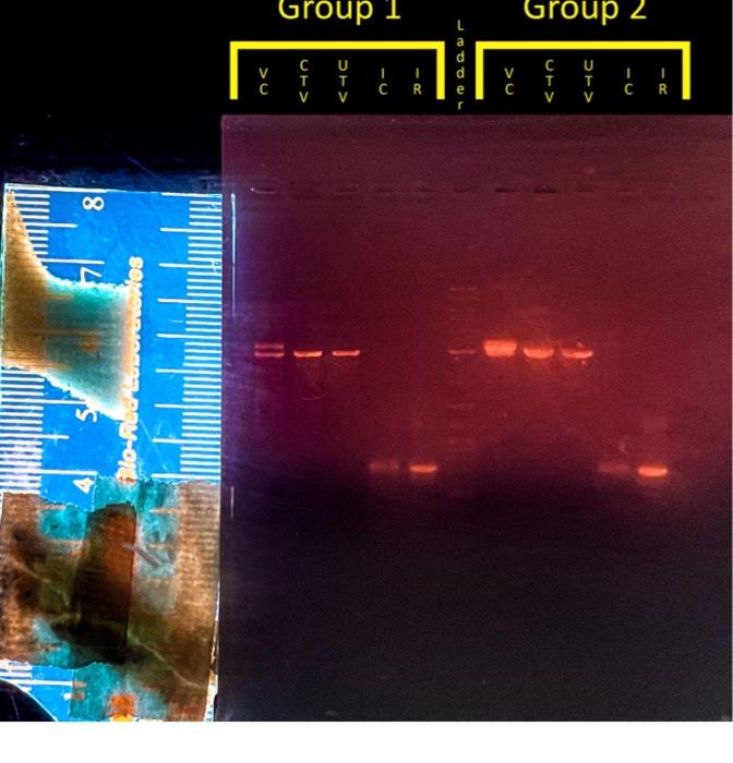 Solved please refer to group 2 gel when explaining the | Chegg.com