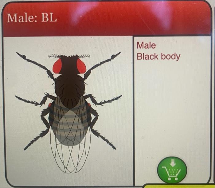 Solved Female: + Female Wild Type -- Male: BL Male Black | Chegg.com