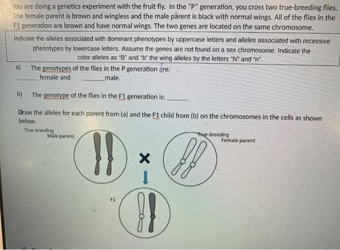 Solved female genotype: BBnnmale genotype: bbNndraw the | Chegg.com