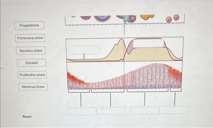 Solved Click and drag each label to accurately identify the | Chegg.com