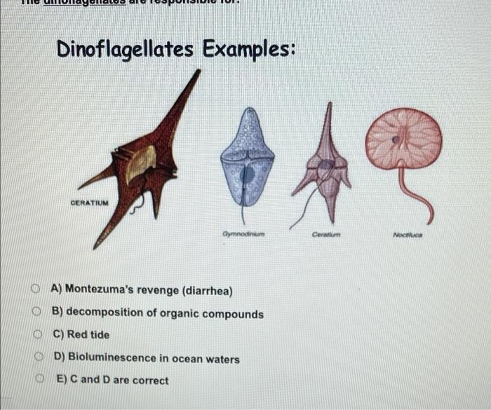 Solved Dinoflagellates Examples: CERATIUM Gymnodinu Ceranium | Chegg.com