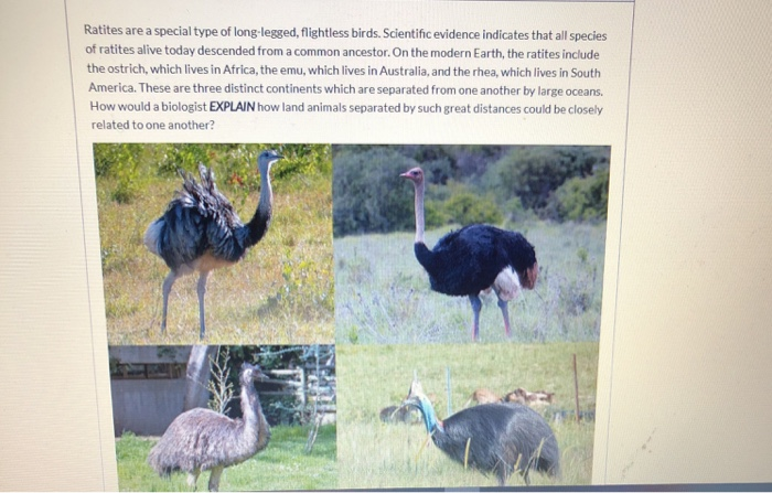 Solved Ratites are a special type of long-legged, flightless | Chegg.com