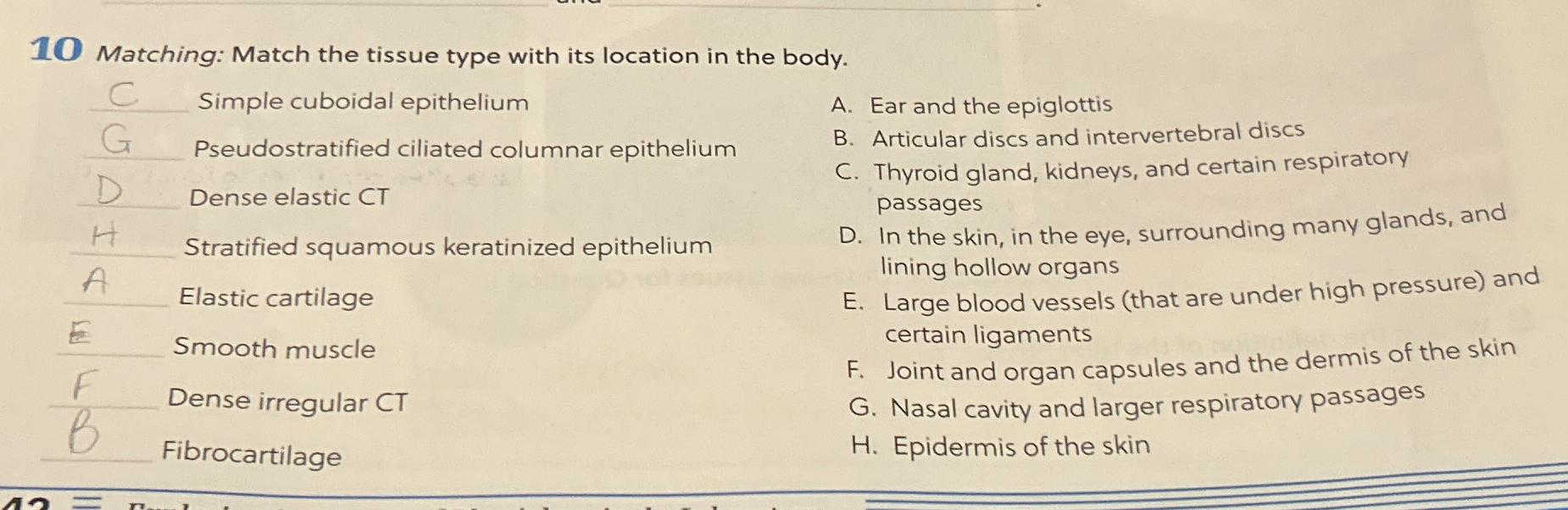 Solved 10 ﻿Matching: Match the tissue type with its location | Chegg.com