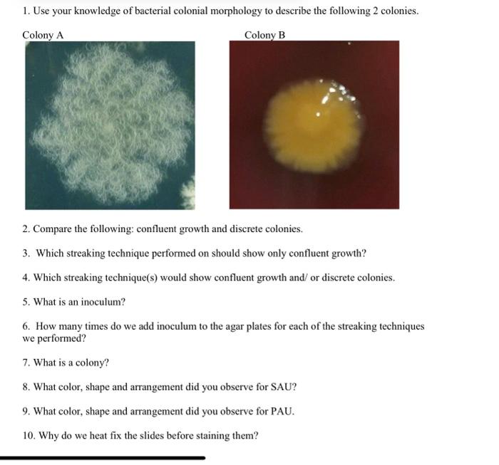 1. Use your knowledge of bacterial colonial | Chegg.com