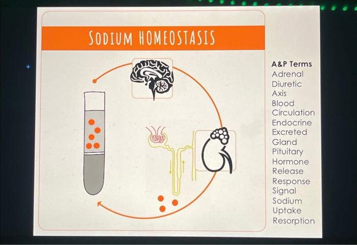 Solved Turn this textless graphic shell into a Sodium | Chegg.com