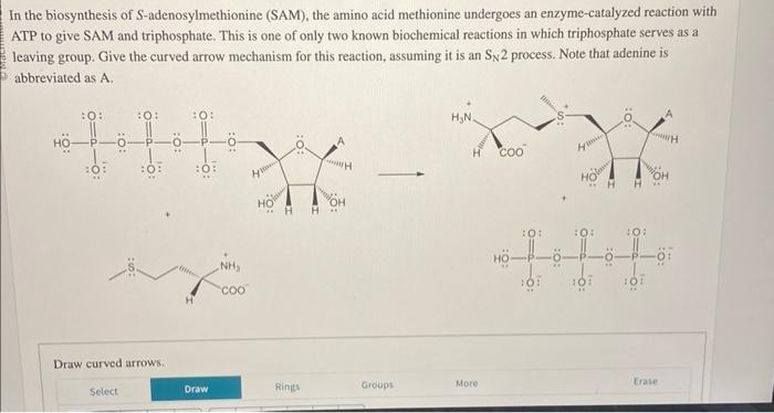 Solved In the biosynthesis of S-adenosylmethionine (SAM), | Chegg.com