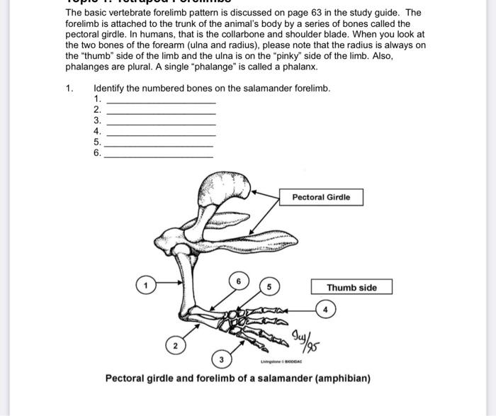 Solved The basic vertebrate forelimb pattern is discussed on | Chegg.com