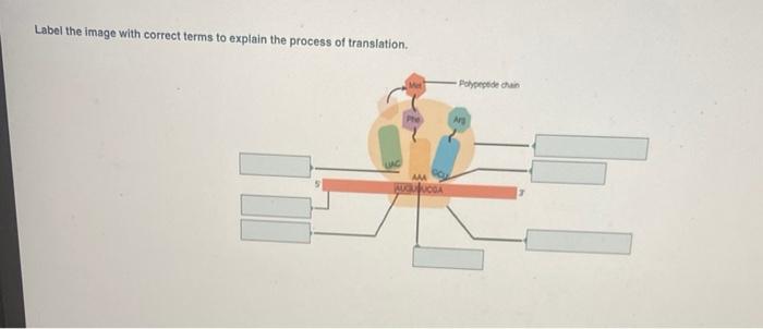 Solved Label the image with correct terms to explain the | Chegg.com