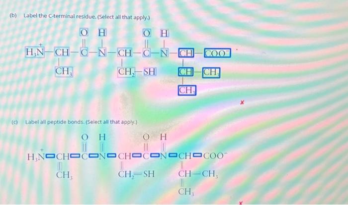 Solved (b) Label the C-terminal residue. (Select all that | Chegg.com