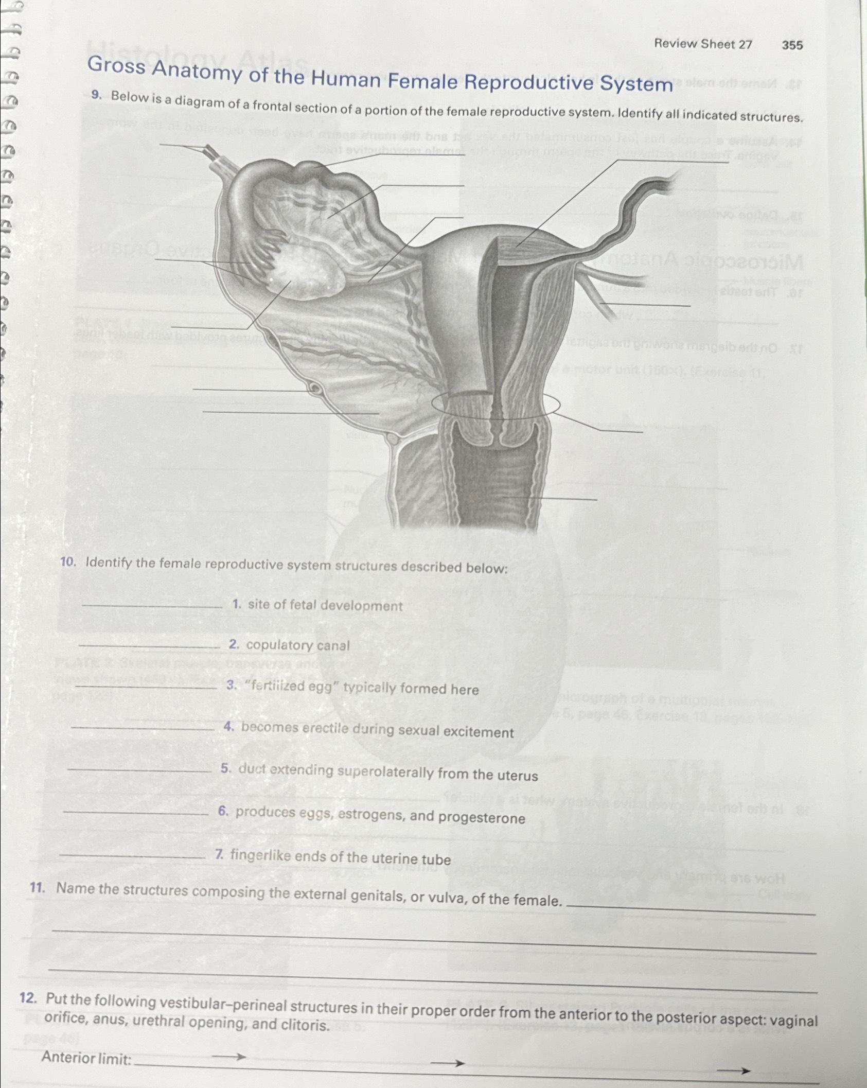 Solved Review Sheet 27355Gross Anatomy of the Human Female | Chegg.com