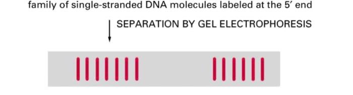 Solved RANDOM CLEAVAGE BY NUCLEASE \begin{tabular}{l|l} ∗= & | Chegg.com