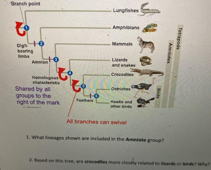 Solved Branch point Lungfishes Amphibians Mammals Tetrapoda | Chegg.com